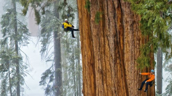 3200 Years Old Tree Captured In Breathtaking Photo