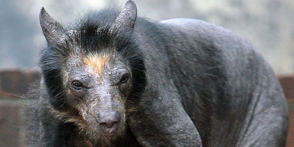 15 Animals That Look Totally Different Without Hair - Pulptastic