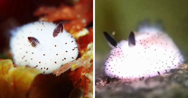 Japan Is Going Nuts Over These Cute Sea Slugs, And It's Contagious ...