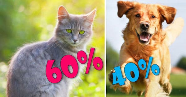 Is A Fox A Dog Or A Cat? - Pulptastic