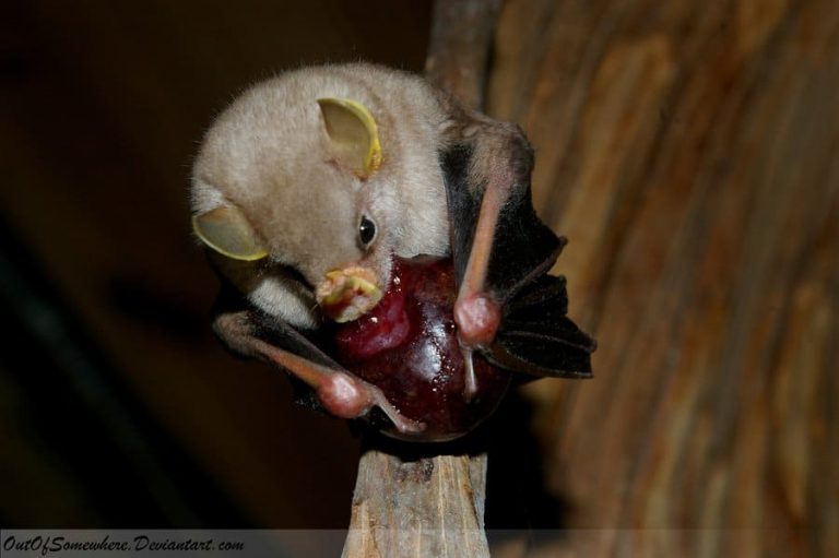 These Tiny Bats Look Like Cotton Balls And They Are The Cutest Things ...