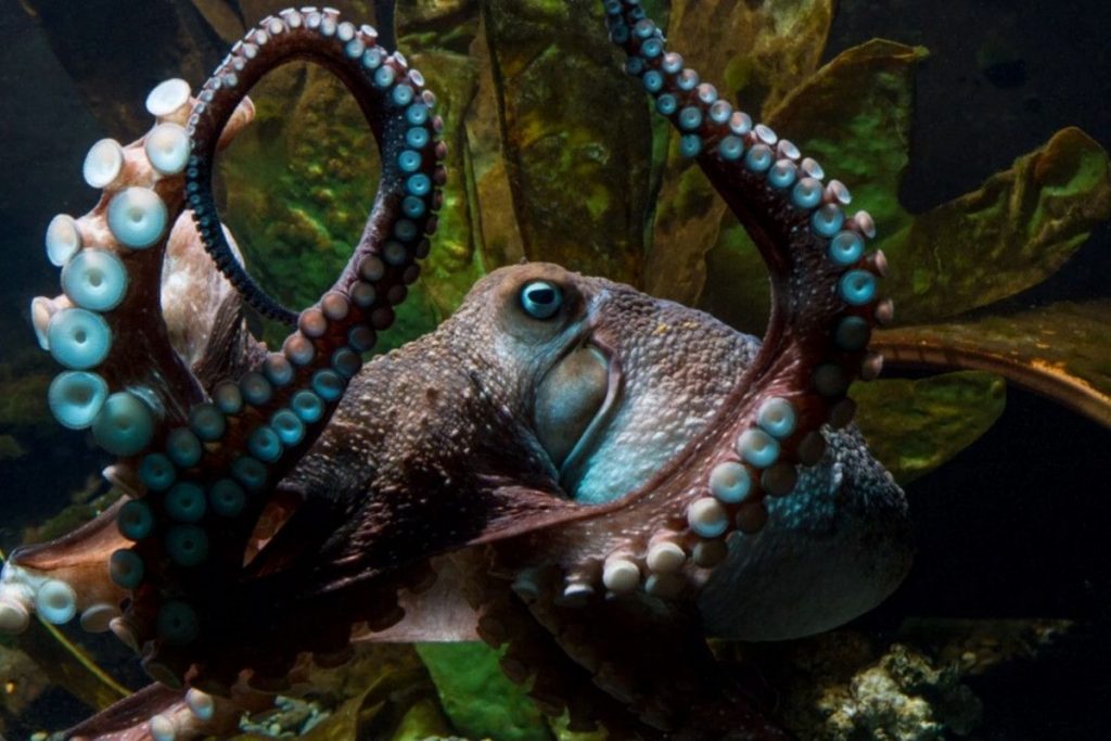 37 Weird And Wonderful Creatures That Actually Live On Our Planet ...