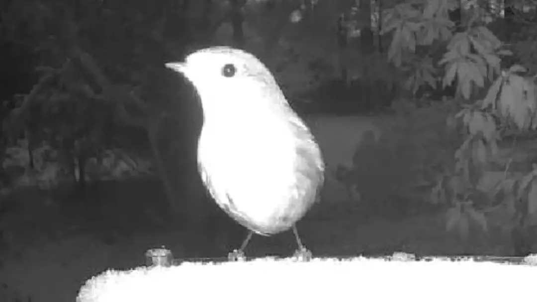 People left terrified after man reveals outdoor camera footage ...