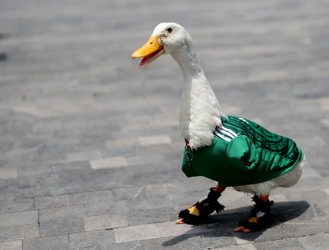 Jersey-Wearing Duck Merlin Takes Over the World Cup as Its First Viral ...